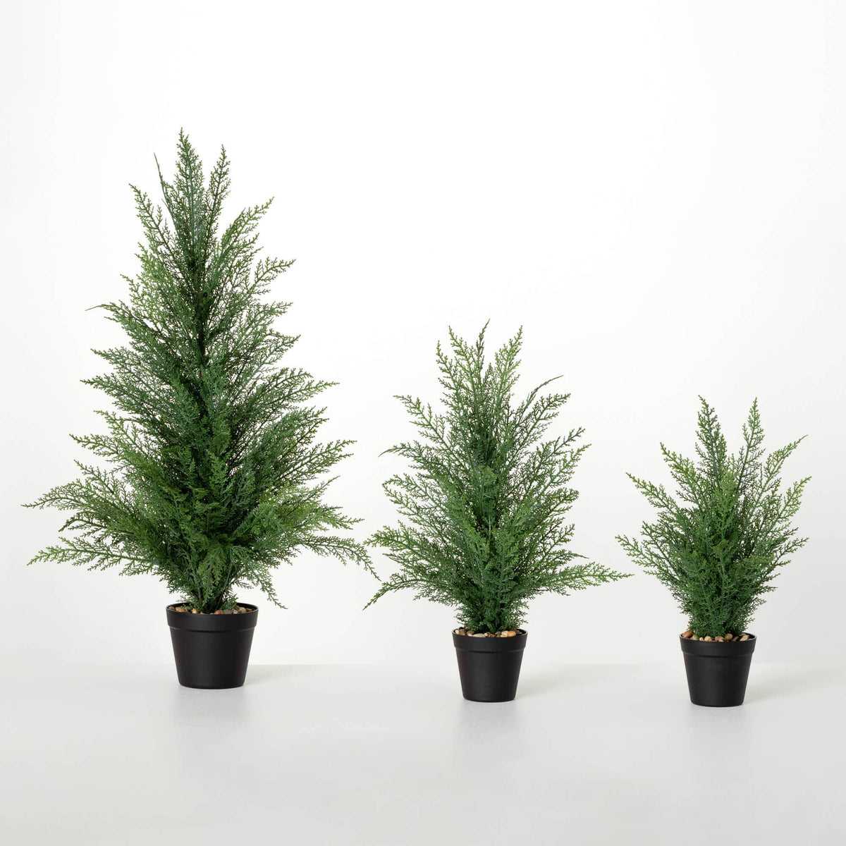 Potted Cedar Trees – Josephine Interiors