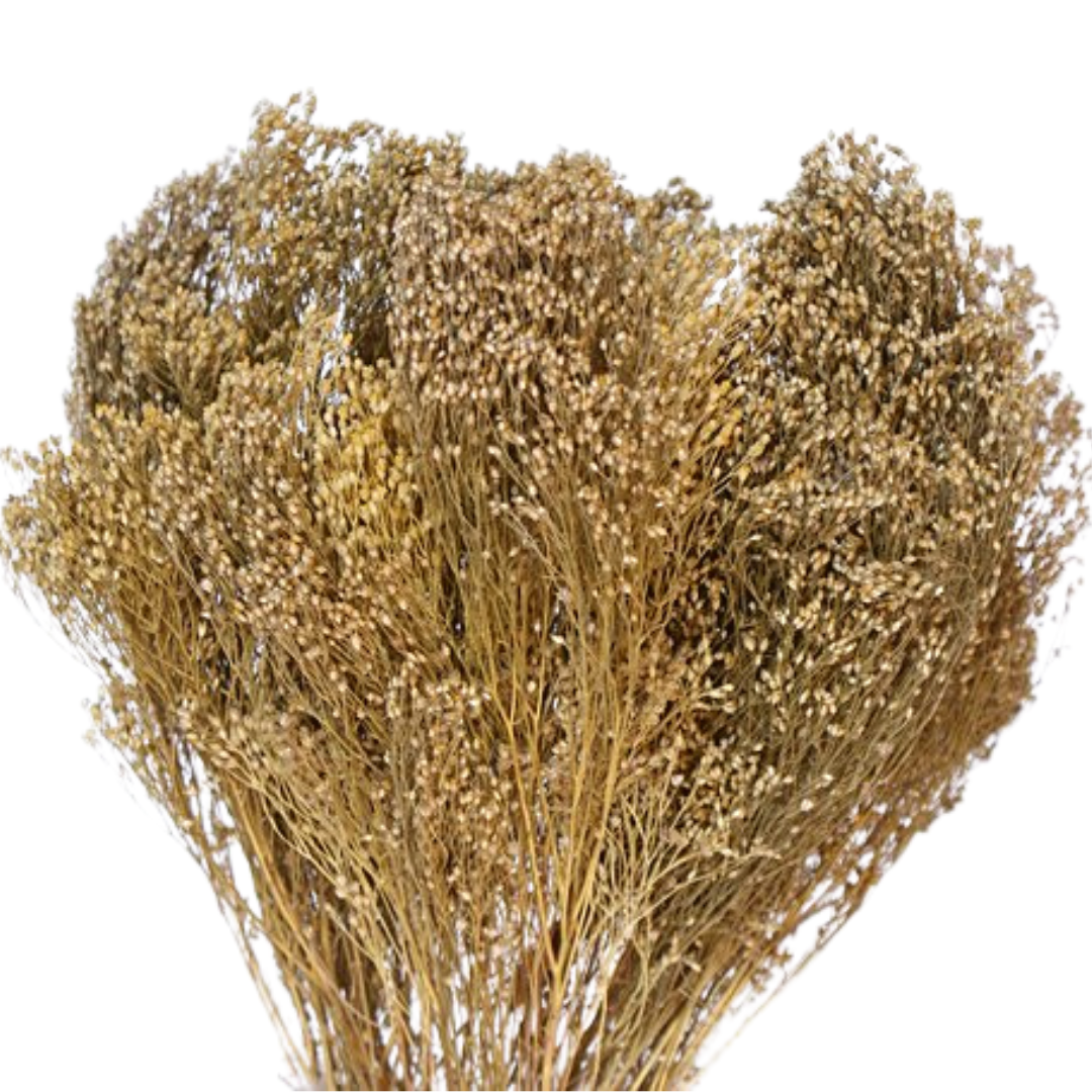 Broom Bloom: Natural – Josephine Interiors