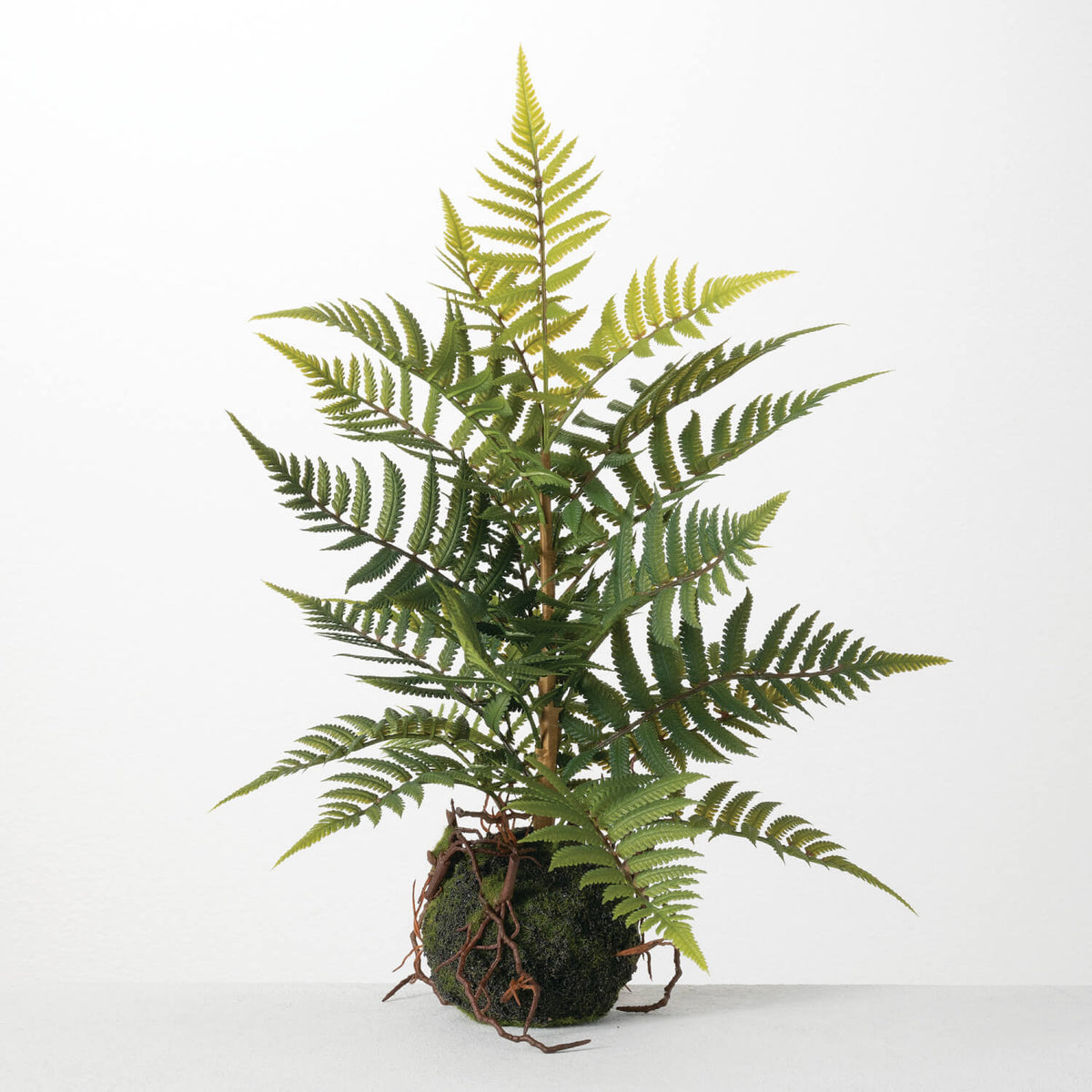 Fern With Root Ball – Josephine Interiors
